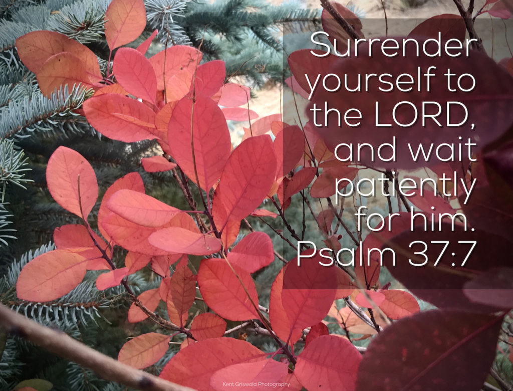 Surrender - Daily Scripture
