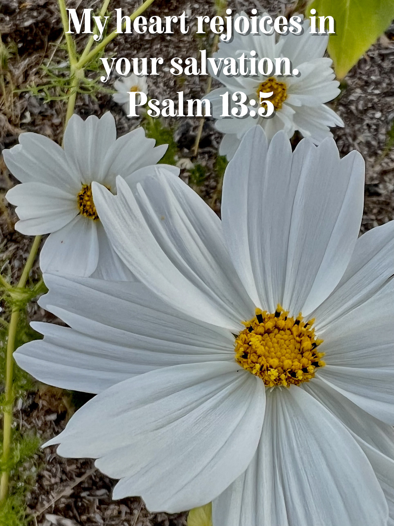 Salvation - Daily Scripture