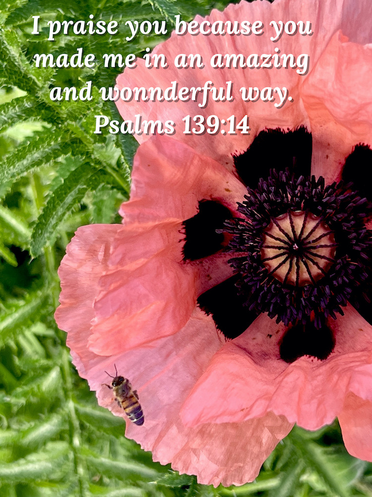 I Praise You - Daily Scripture