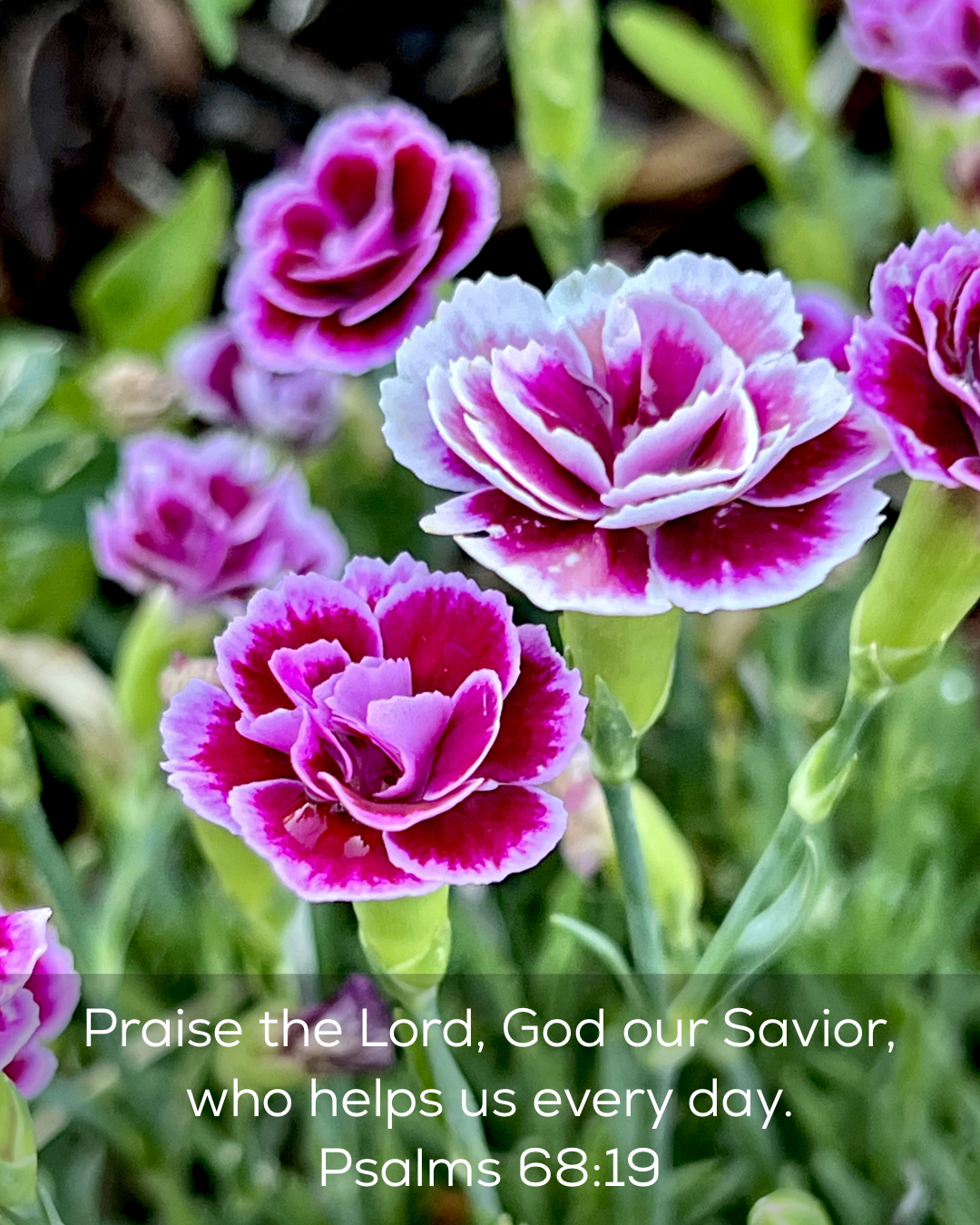 Praise the Lord - Daily Scripture